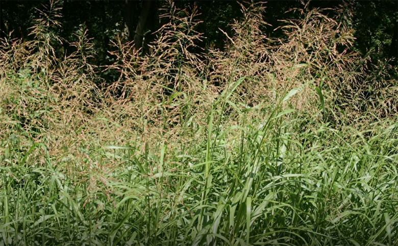 How to Kill Johnson Grass? - Grass Killer