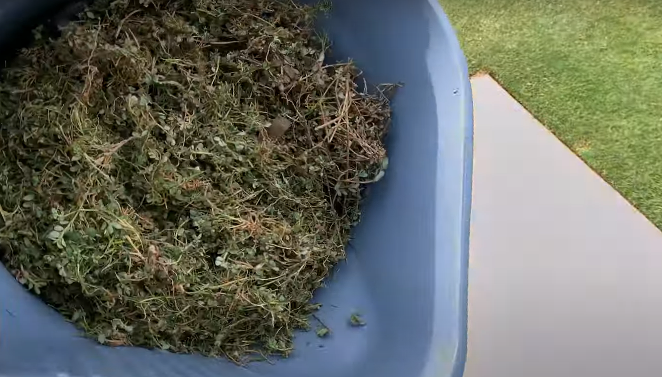 How to Get Rid of Spurge Weed? - Grass Killer
