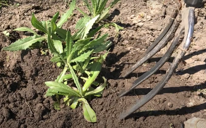 How to Get Rid of Thistle Weed? - Grass Killer