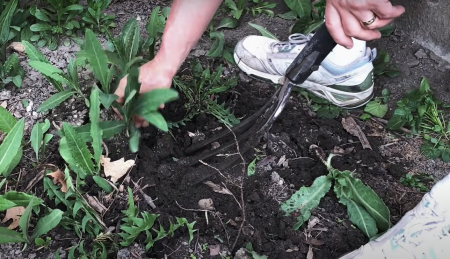 How to Get Rid of Thistle Weed? - Grass Killer