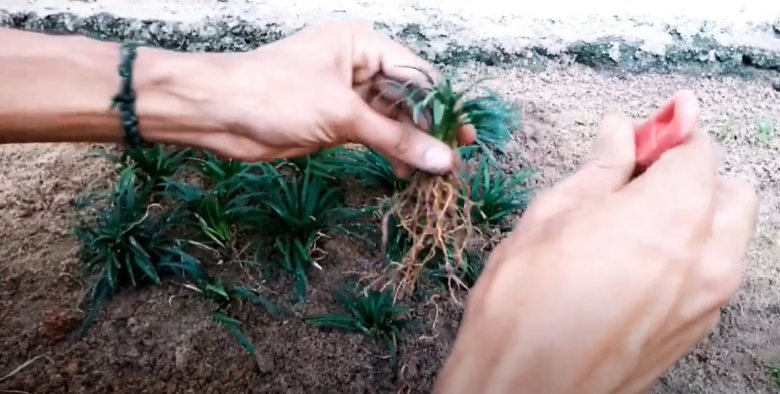 How to Kill Monkey Grass? - Grass Killer