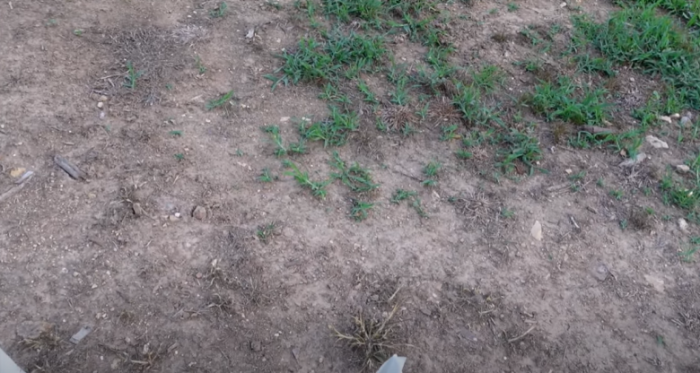 How to Kill Goose Grass? - Grass Killer
