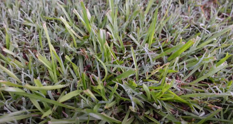 How to Kill Carpet Grass? - Grass Killer