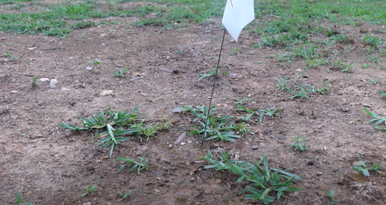 How to Kill Goose Grass? - Grass Killer