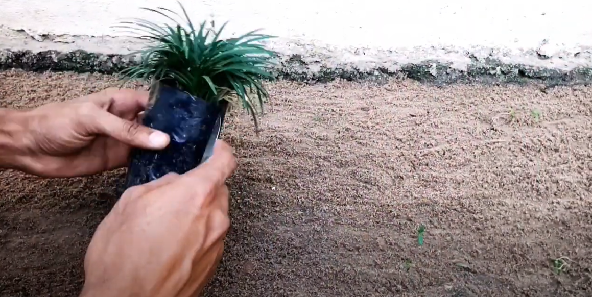 How to Kill Monkey Grass? - Grass Killer