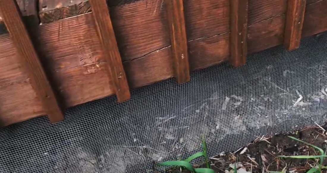 How to Kill Creeping Charlie With Borax? - Grass Killer