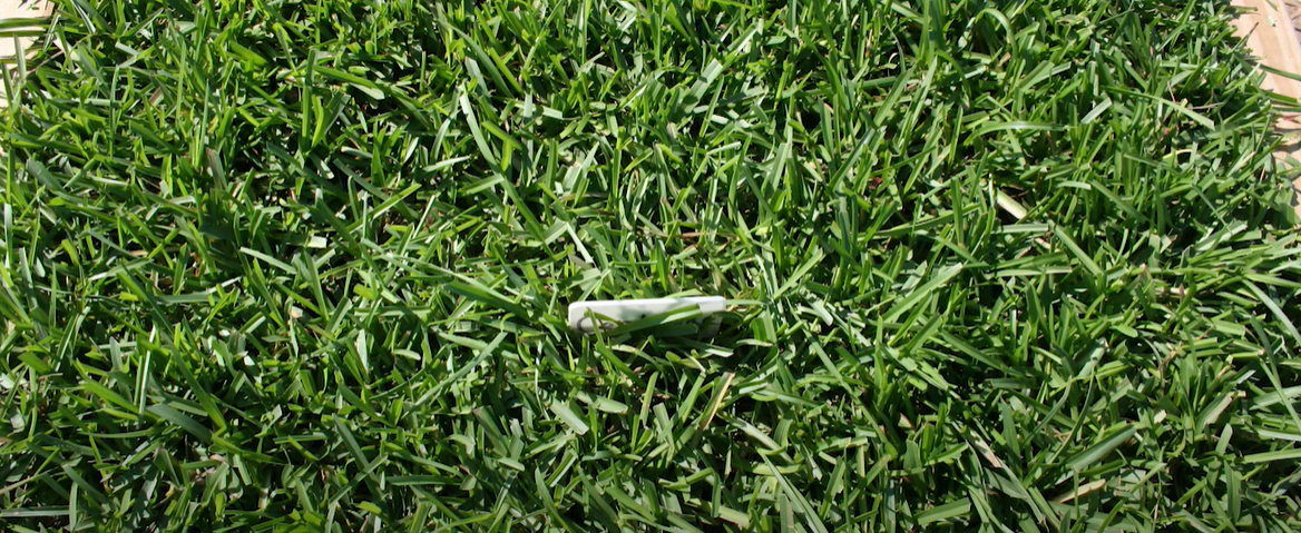 How Long for Centipede Seed to Germinate? - Grass Killer