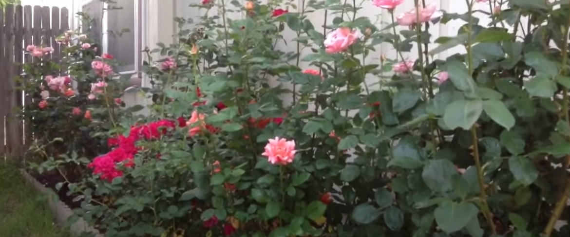 How to Kill Rose Bushes? - Grass Killer